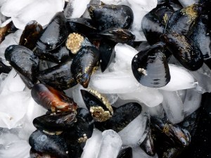 How to harvest, prepare and cook fresh mussels | The Solo Cook