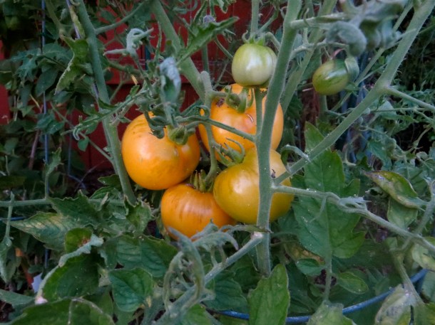 How to ripen garden tomatoes quicker | The Solo Cook
